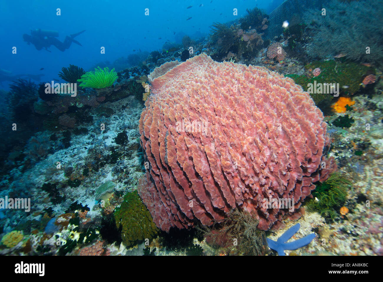Giant barrel sponge Xestospongia testudinaria and diver silhouette ...