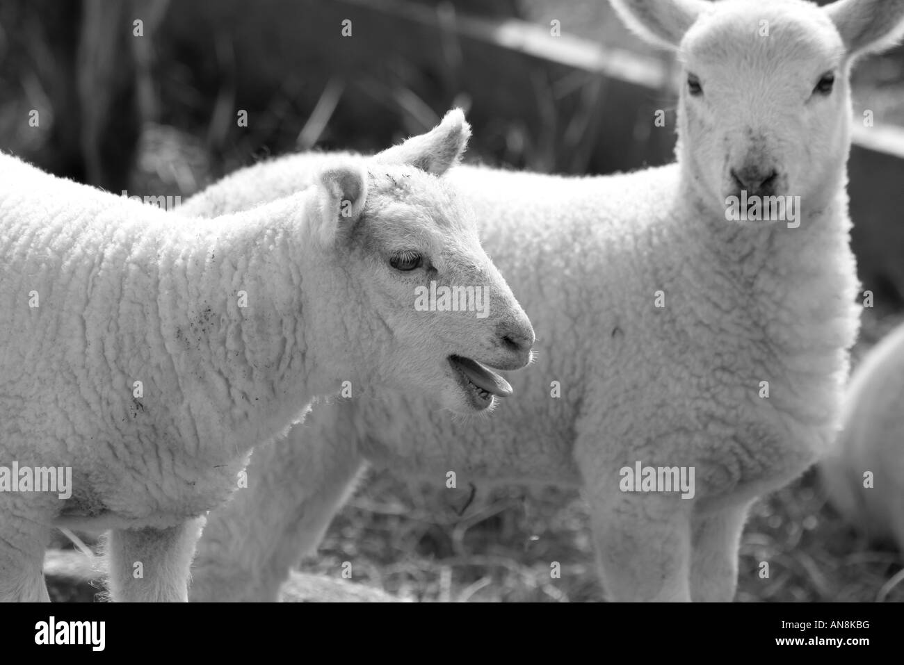 Shearing sheep Black and White Stock Photos & Images - Alamy