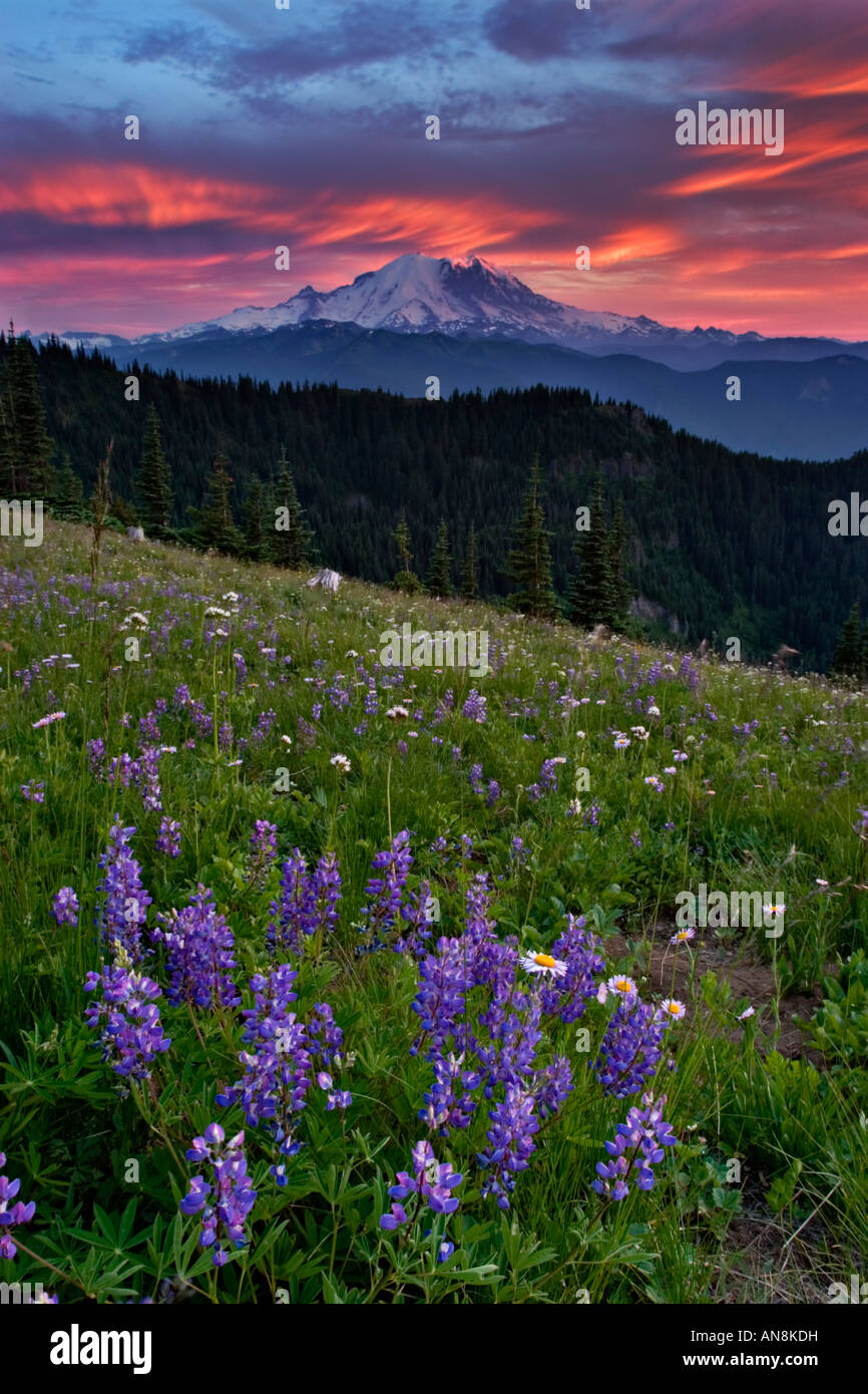 Sunset over Mount Rainier Stock Photo - Alamy