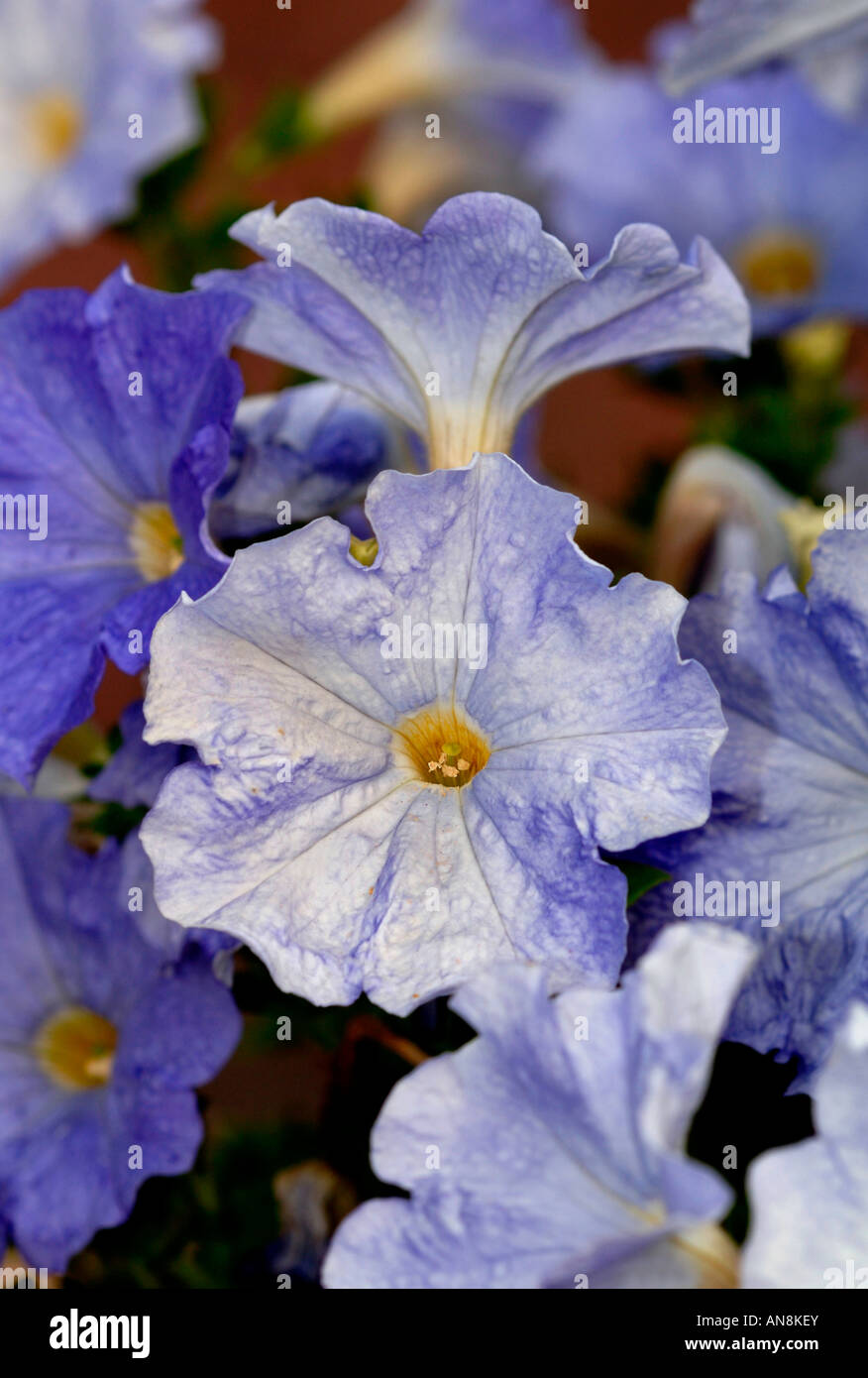 Blue Coloured Petunia Flowers Stock Photo - Alamy