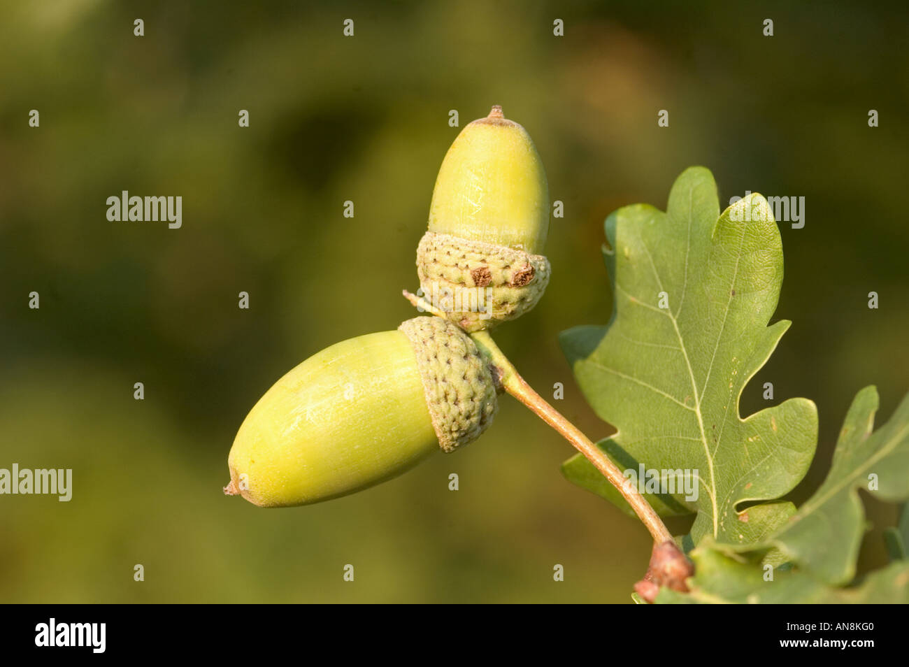 English Oak Quercus robur acorns Bayford Herts UK Stock Photo - Alamy