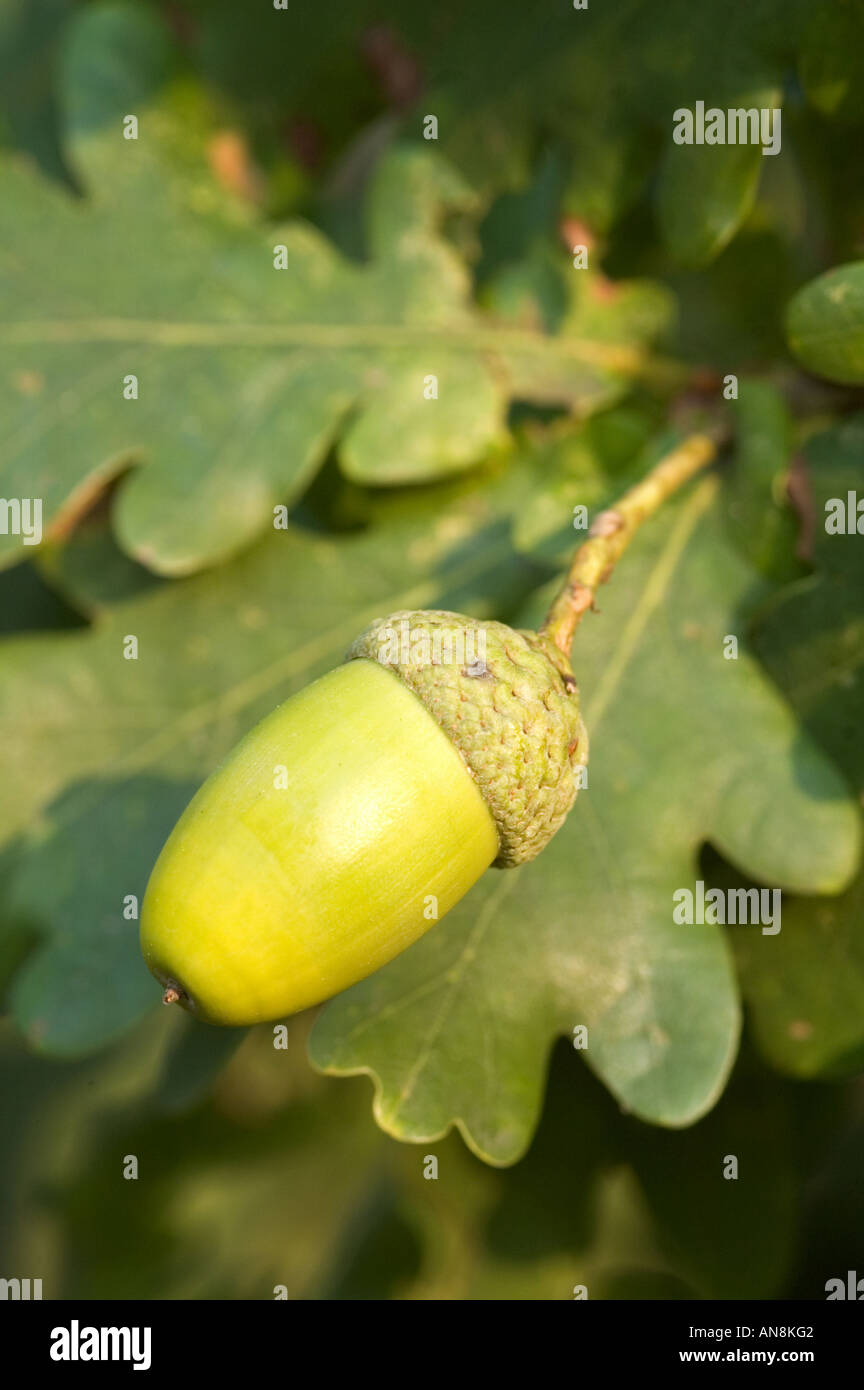 English Oak Quercus robur acorn Stock Photo - Alamy