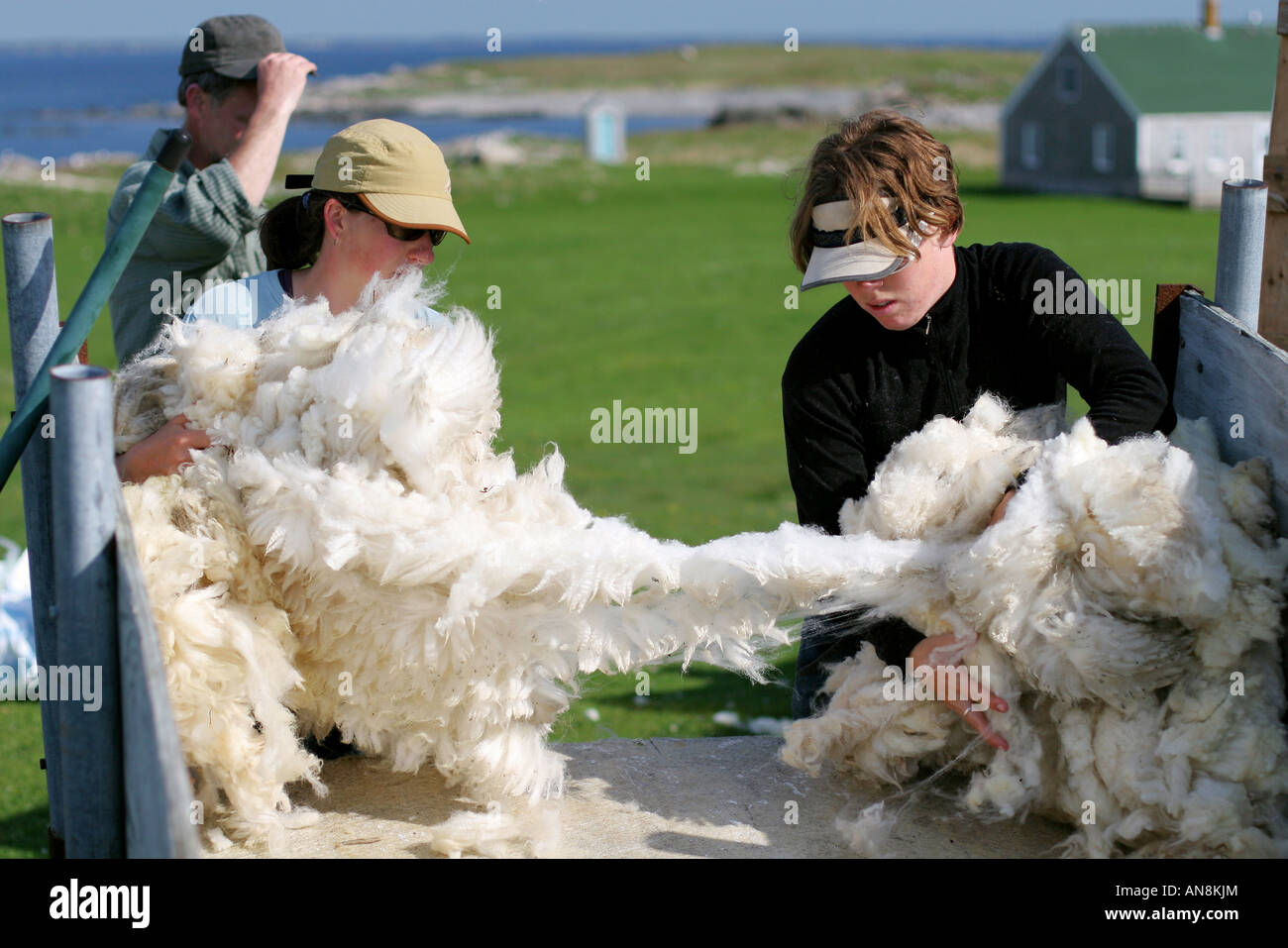 gathering wool at a sheep shearing Stock Photo - Alamy
