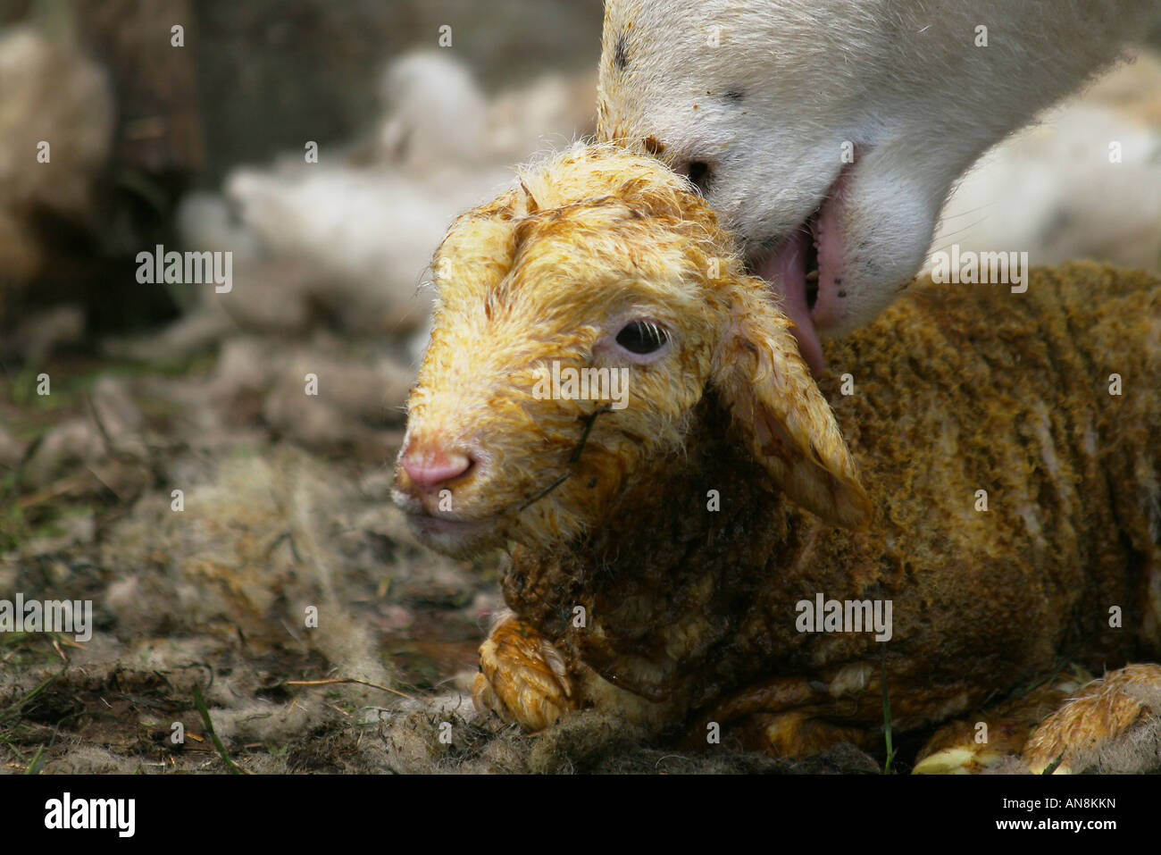 Lamb birth hi-res stock photography and images - Alamy