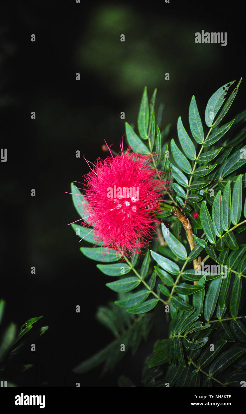 Calliandra haematocephala also known as Dwarf Red Powder puff in Tobago ...