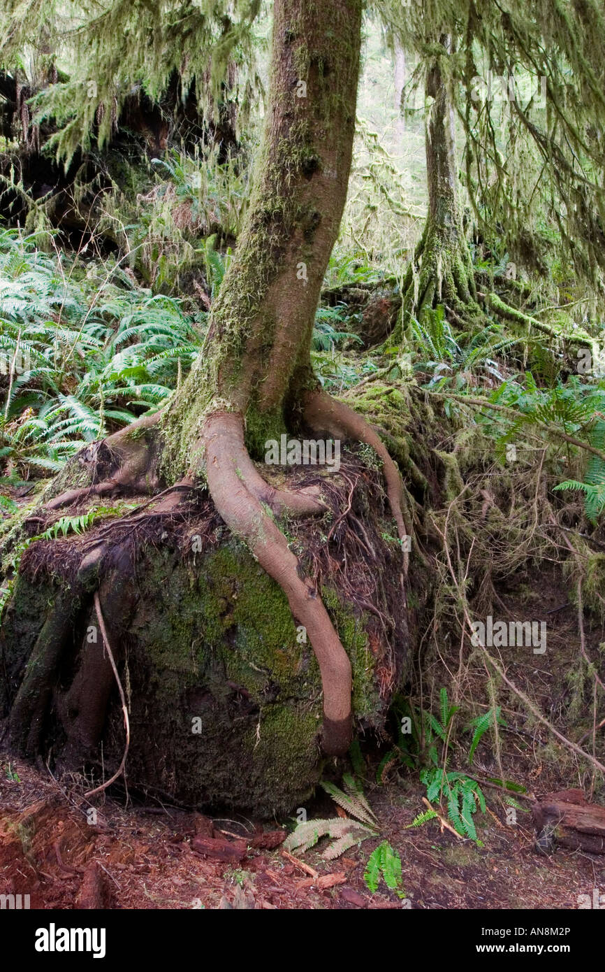 Tree in Olympic national park Stock Photo - Alamy