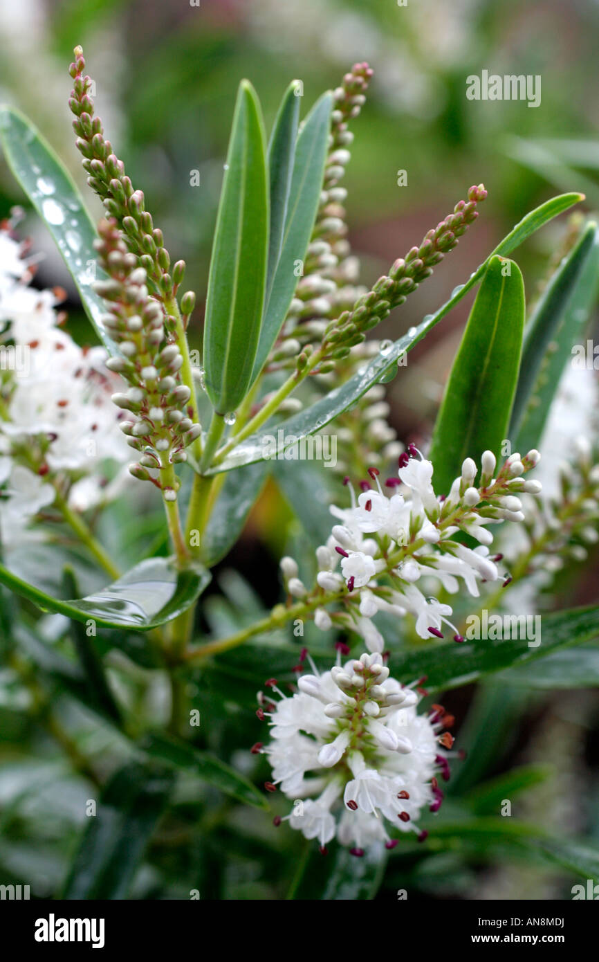 Hardy garden evergreen shrub low glaucous compact new zealand hi-res ...
