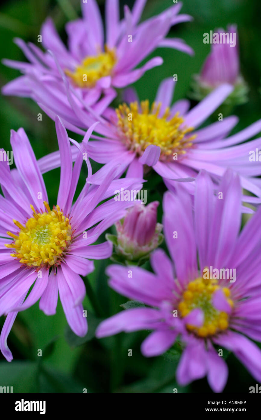 Hindlip hi-res stock photography and images - Alamy