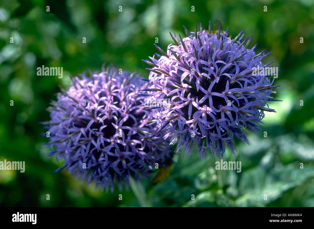 Two flowering heads of the purple Globe Thistle growing in the ...