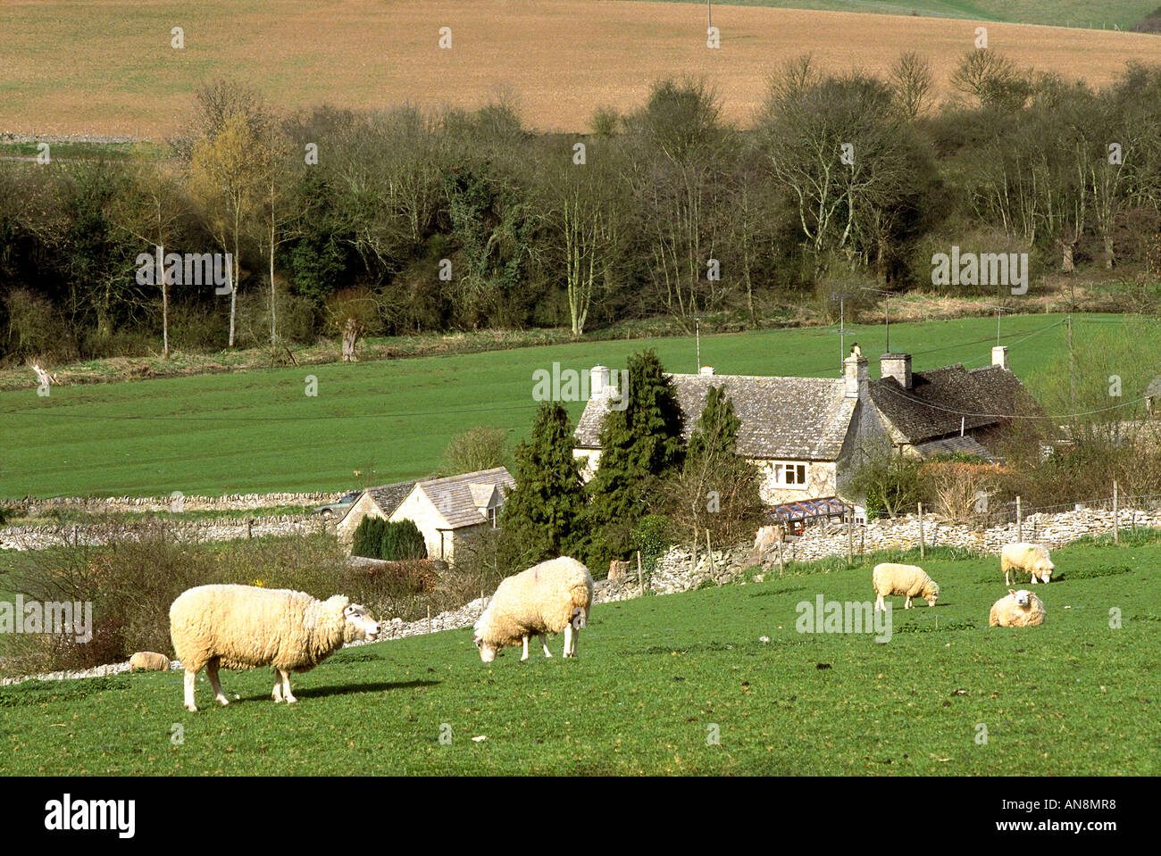View from the Grove Sheep Coln Rogers Stock Photo - Alamy