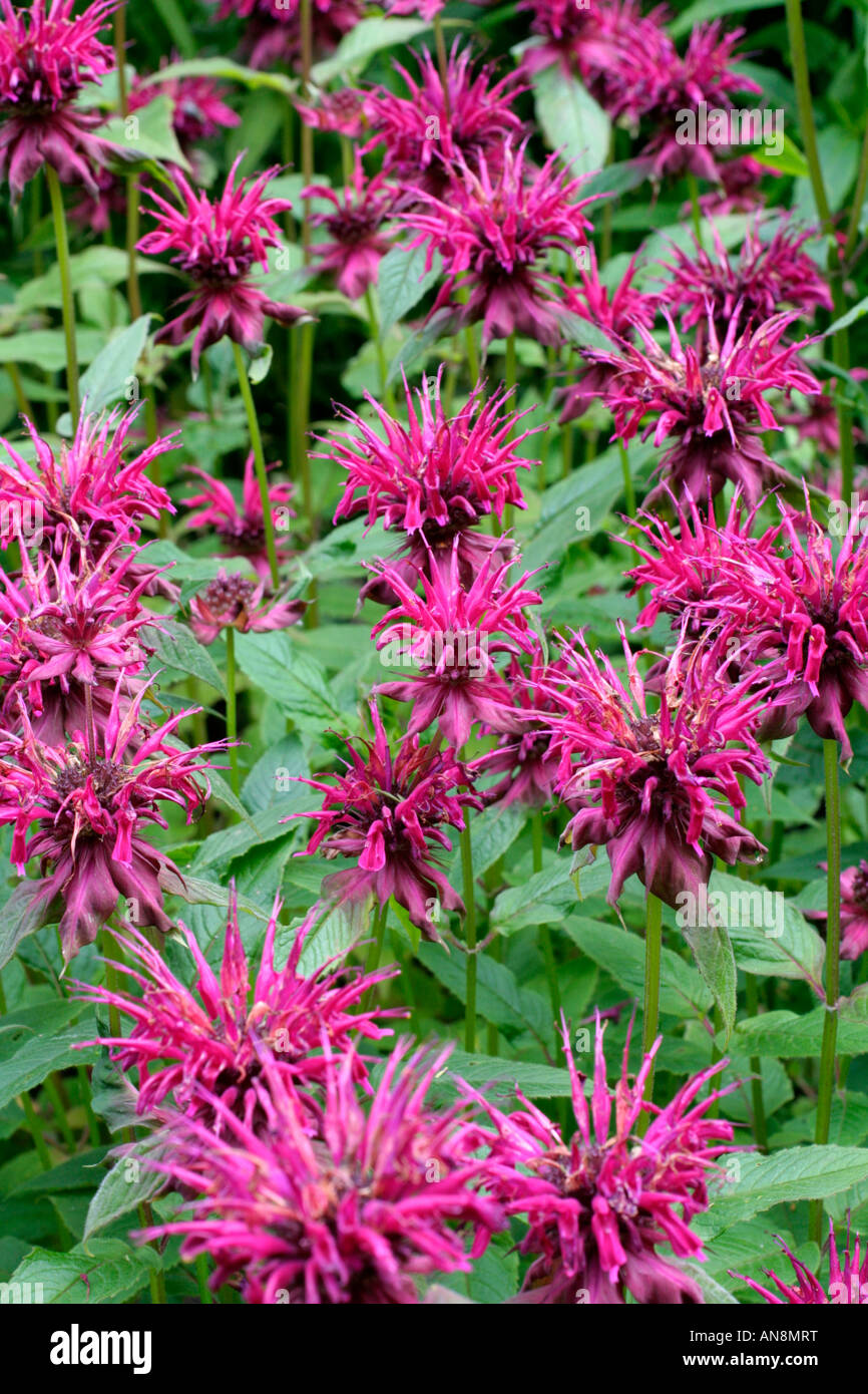 Monarda gewitterwolke hi-res stock photography and images - Alamy