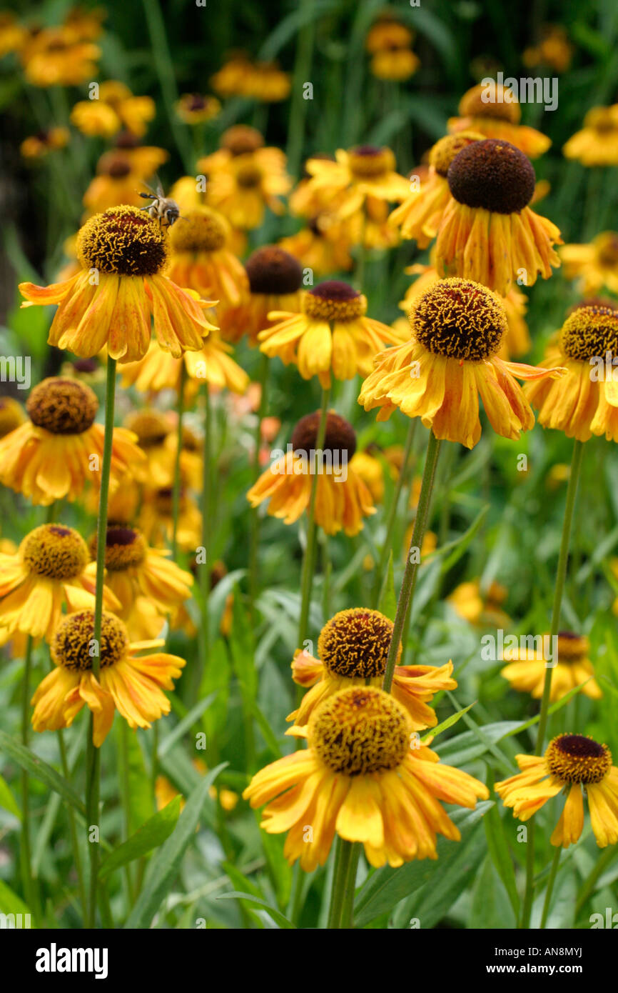 Helenium wyndley hi-res stock photography and images - Alamy