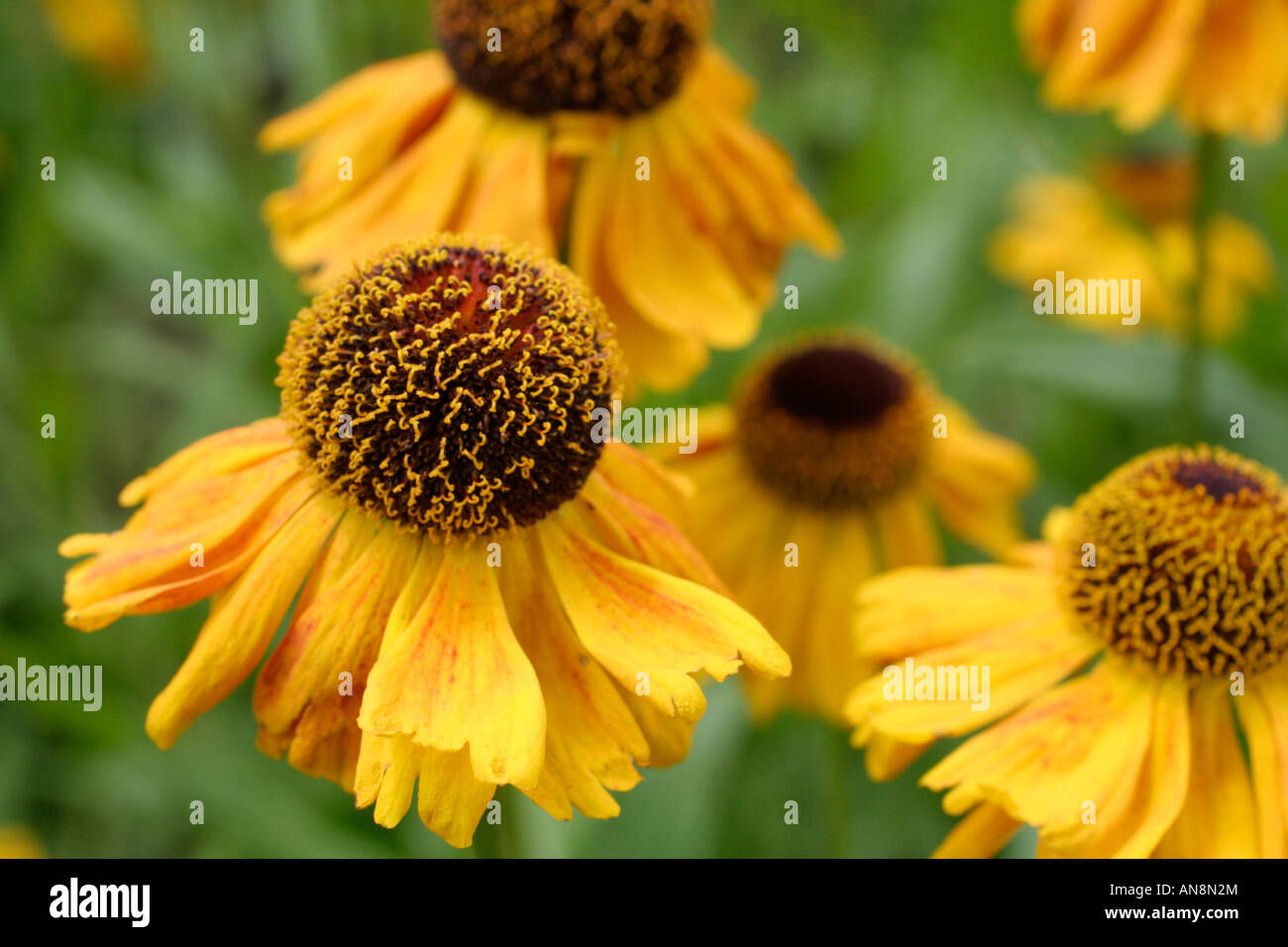 Thomas sutton hi-res stock photography and images - Alamy