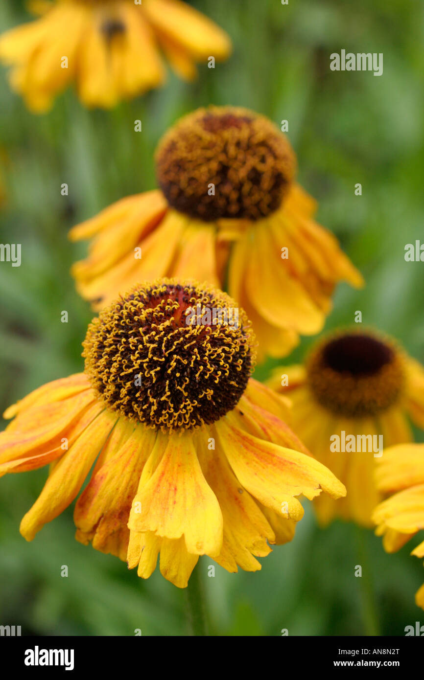 Helenium wyndley hi-res stock photography and images - Alamy