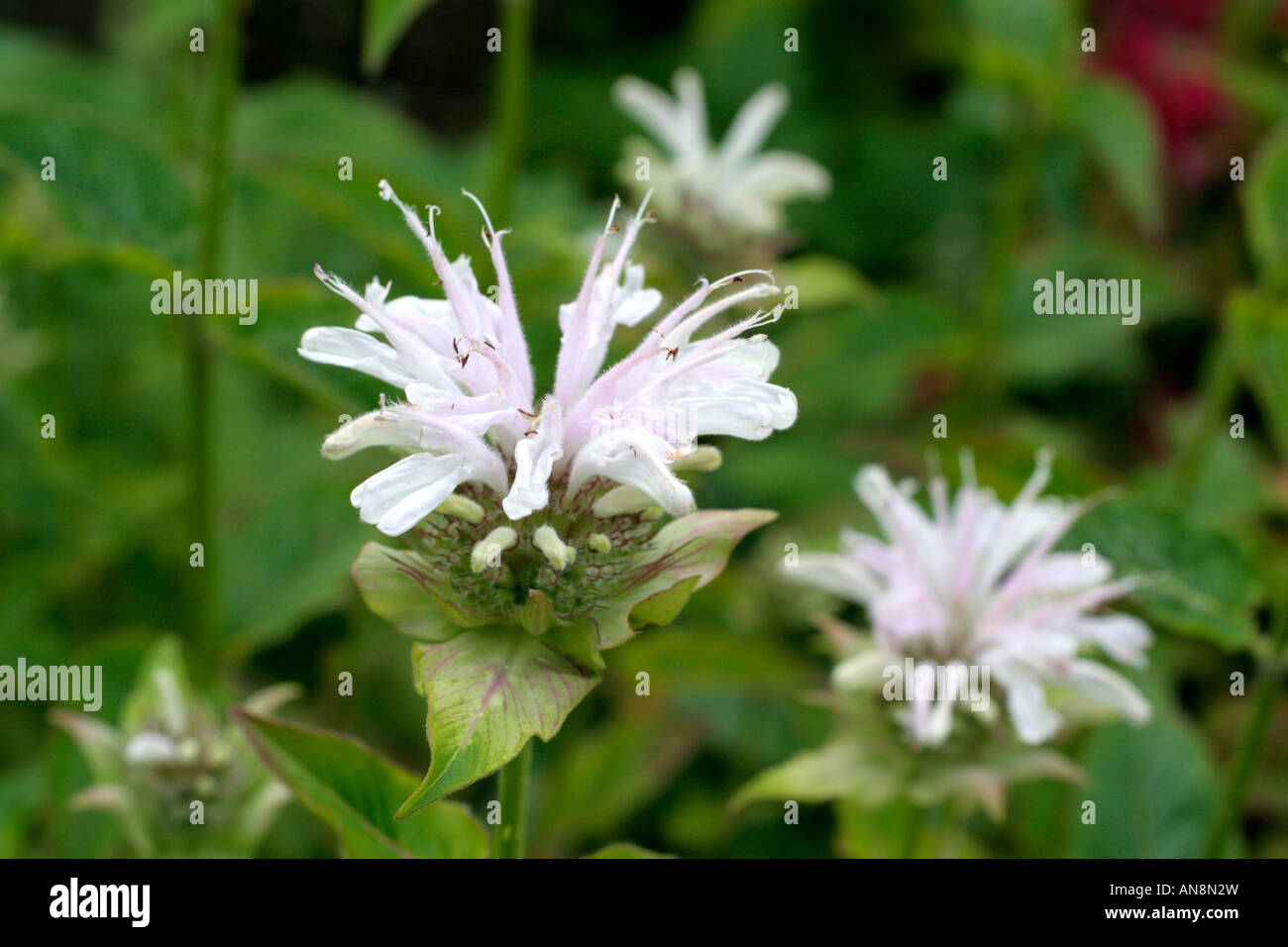 Monarda snow white hi-res stock photography and images - Alamy