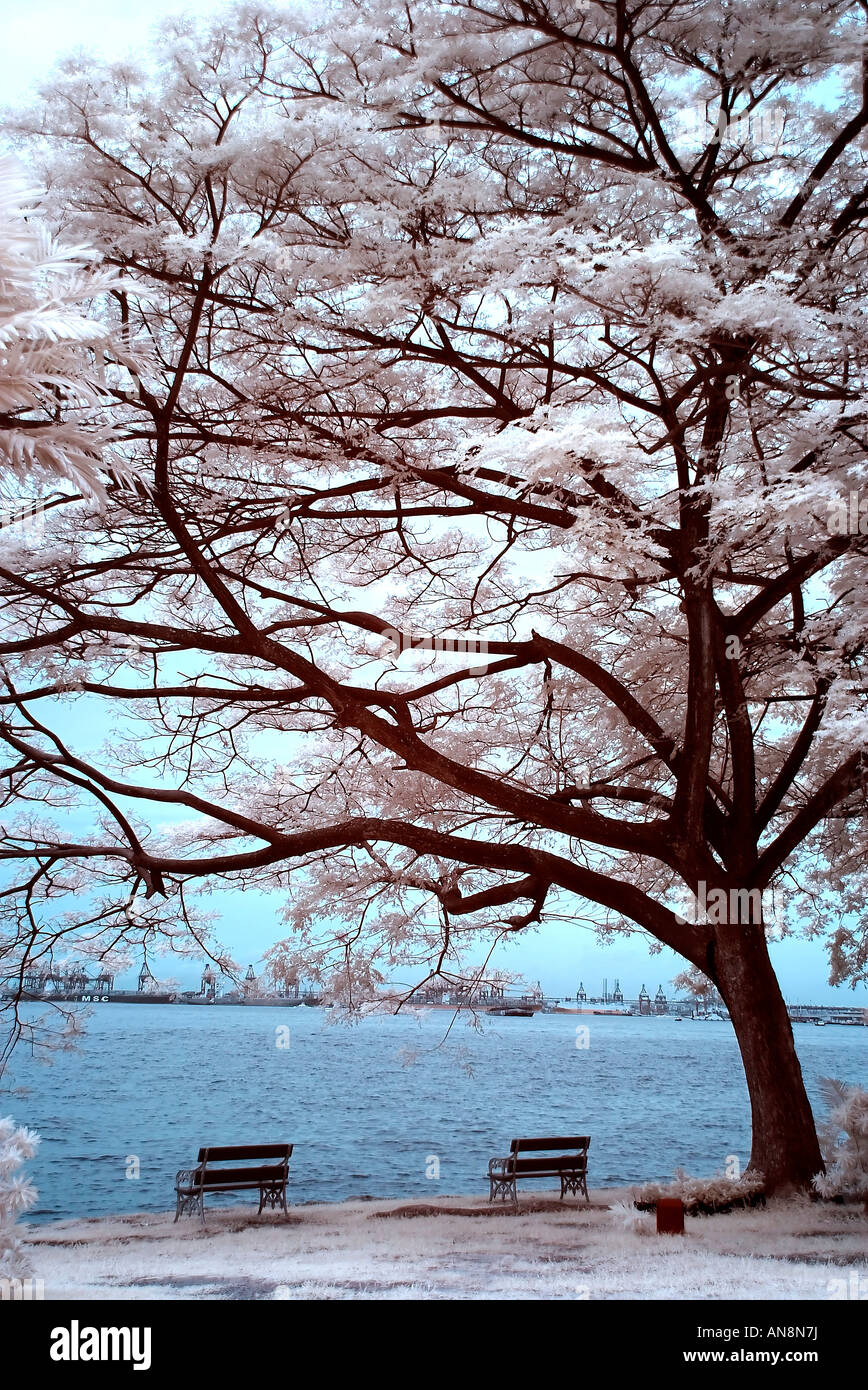 Digital Infrared Photography Natural Scenes Stock Photo - Alamy