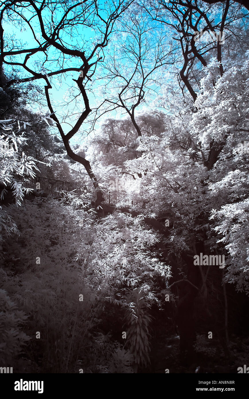 Digital Infrared Photography Natural Scenes Stock Photo - Alamy