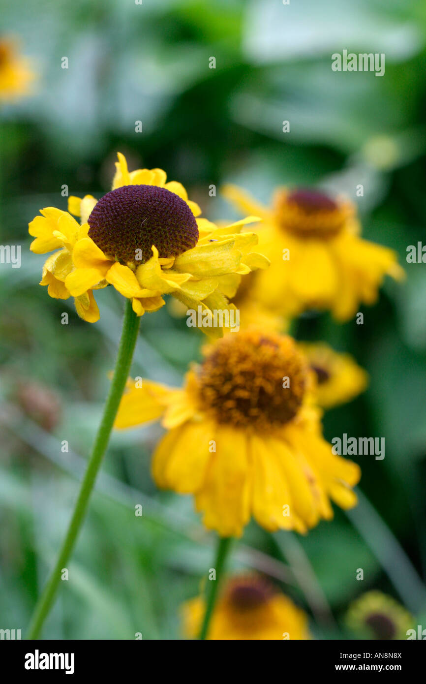 HELENIUM THE BISHOP Stock Photo - Alamy