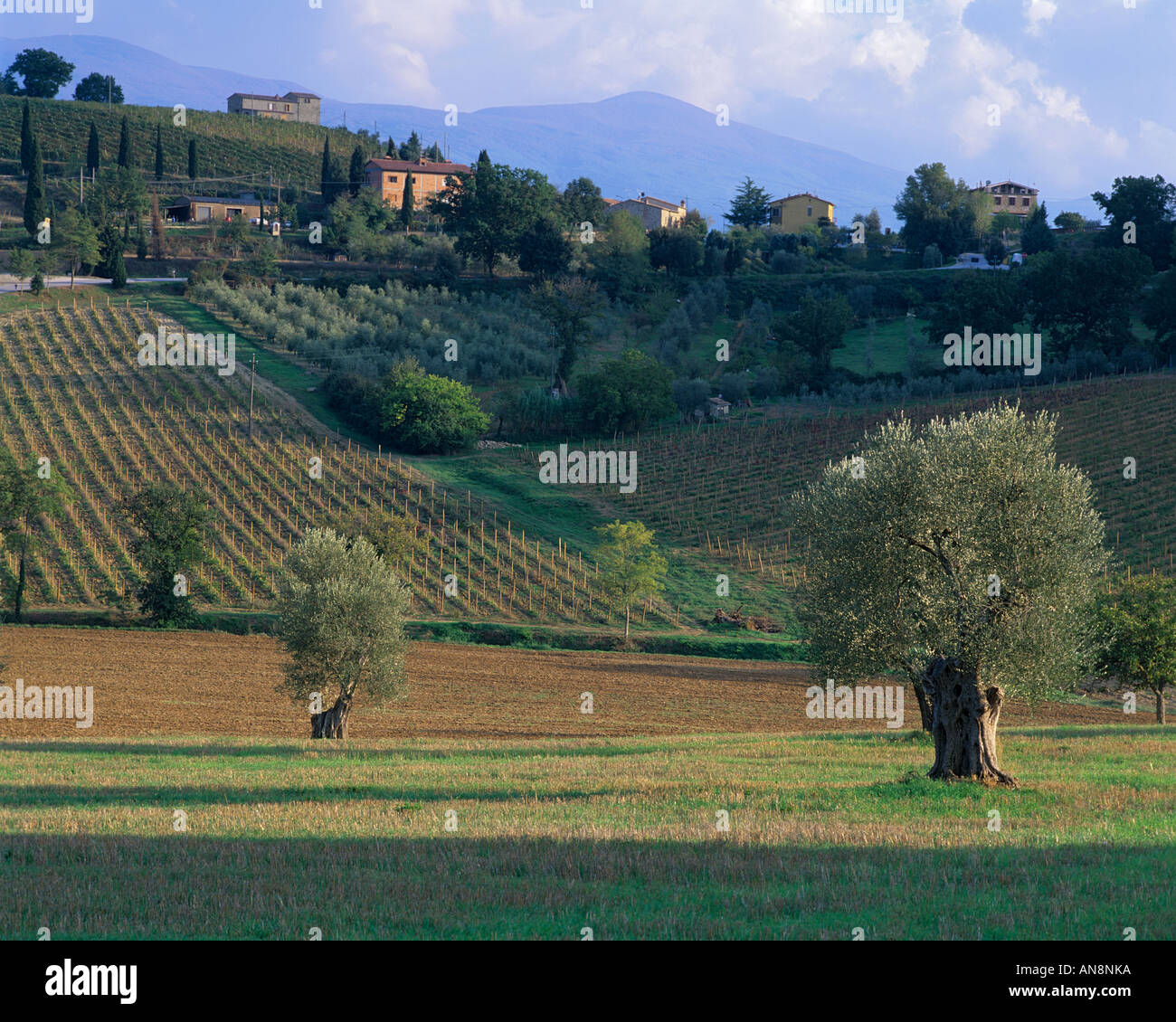 Vineyard crops olive tree crops hi-res stock photography and images - Alamy