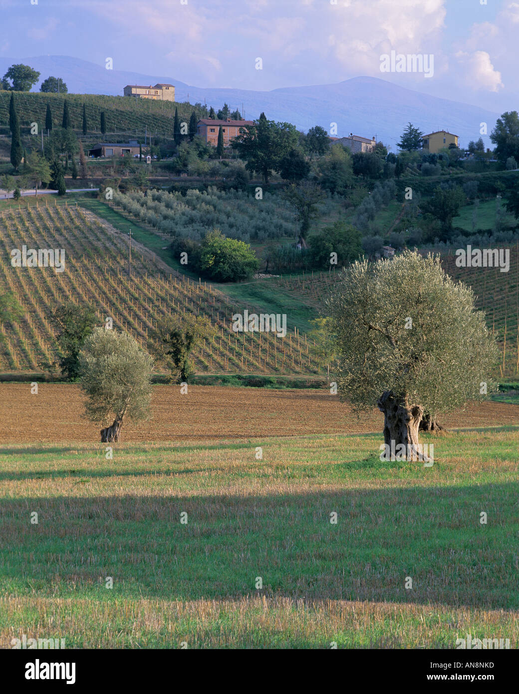 Vineyard crops olive tree crops hi-res stock photography and images - Alamy