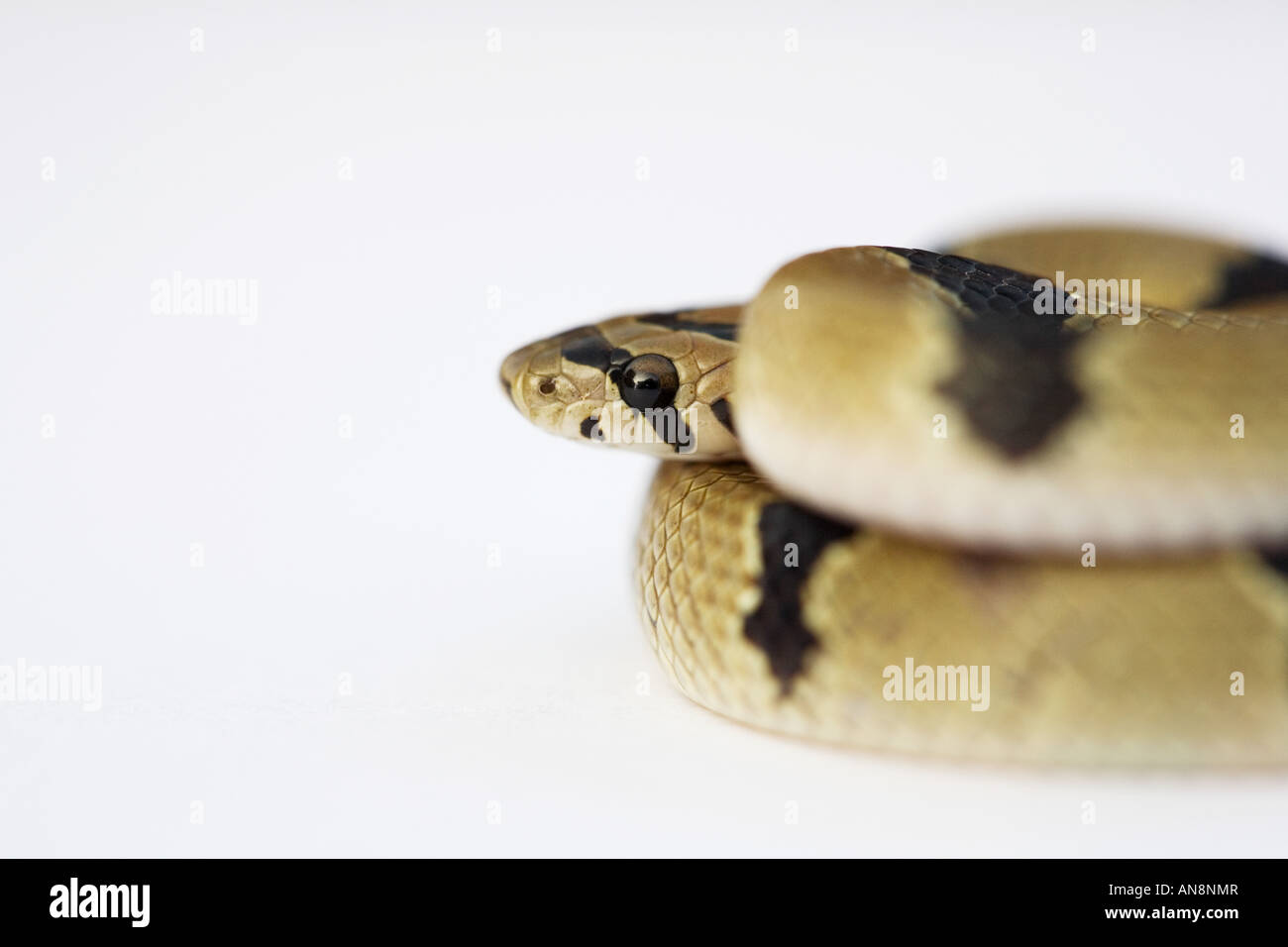 Indian snakes hi-res stock photography and images - Alamy
