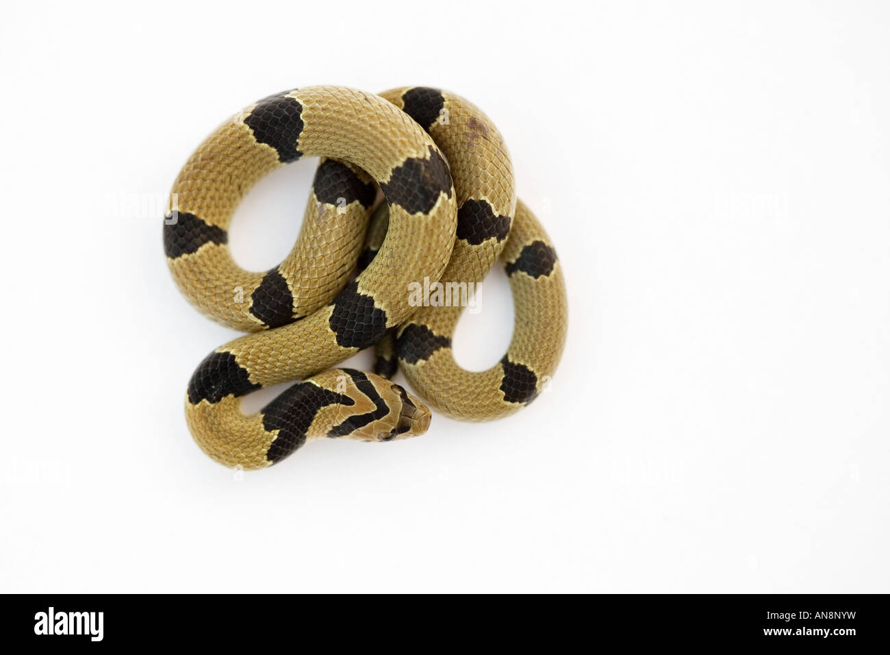 Banded snake Cut Out Stock Images & Pictures - Alamy