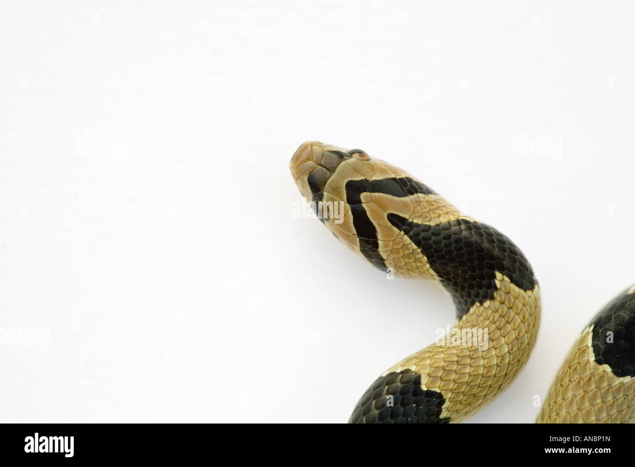 Common kukri snakes hi-res stock photography and images - Alamy