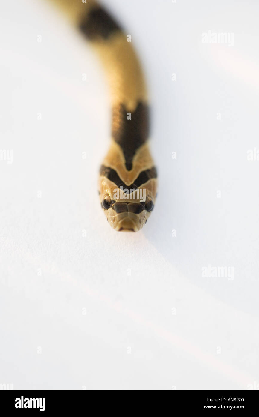 Common kukri snakes hi-res stock photography and images - Alamy