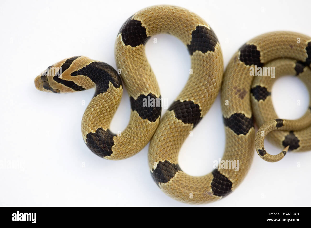 Oligodon arnensis hi-res stock photography and images - Alamy