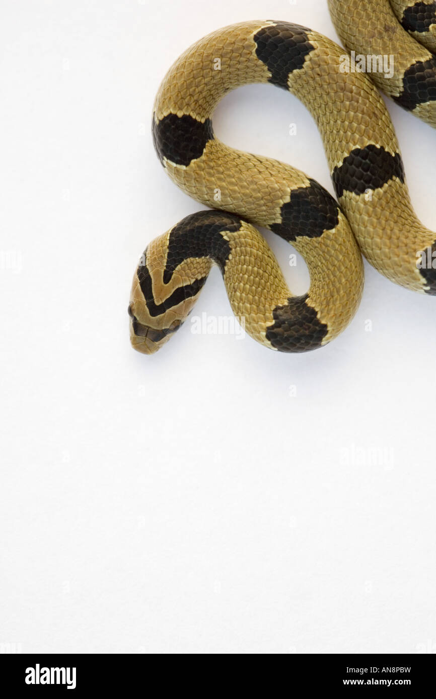 Timid snake hi-res stock photography and images - Alamy