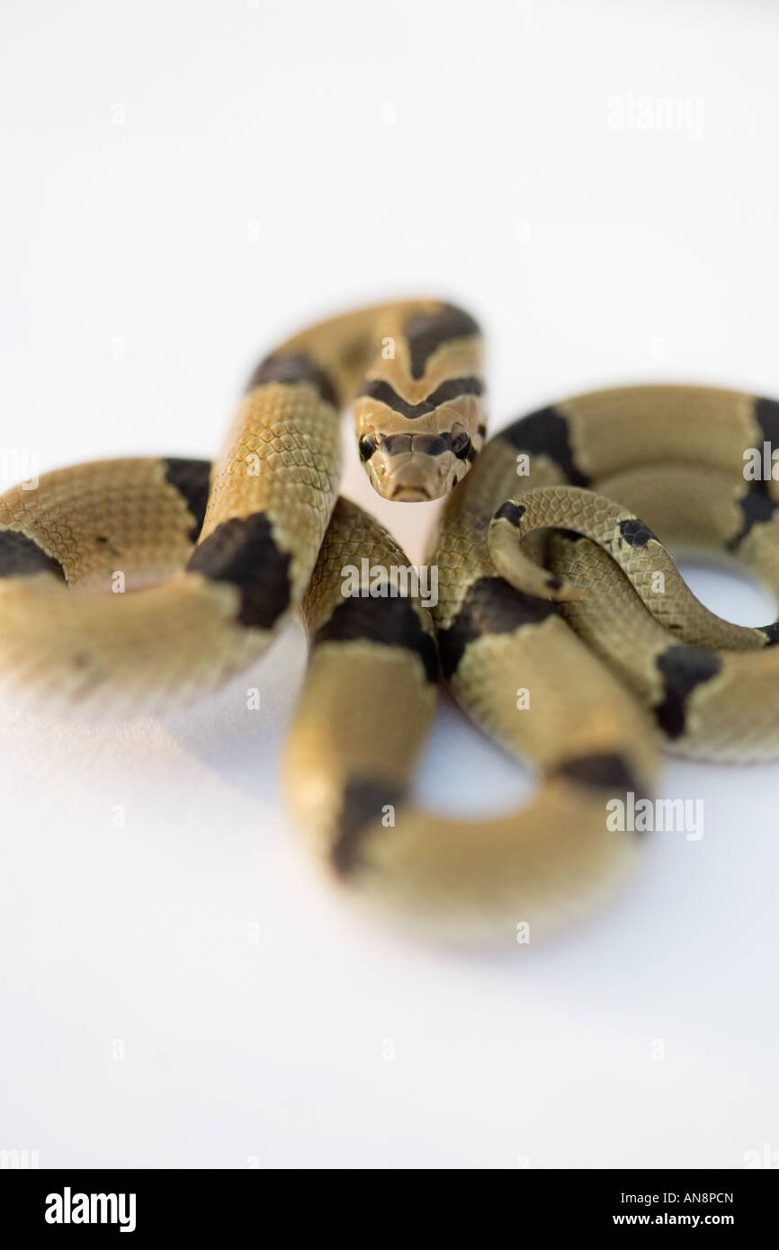 Common kukri snakes hi-res stock photography and images - Alamy