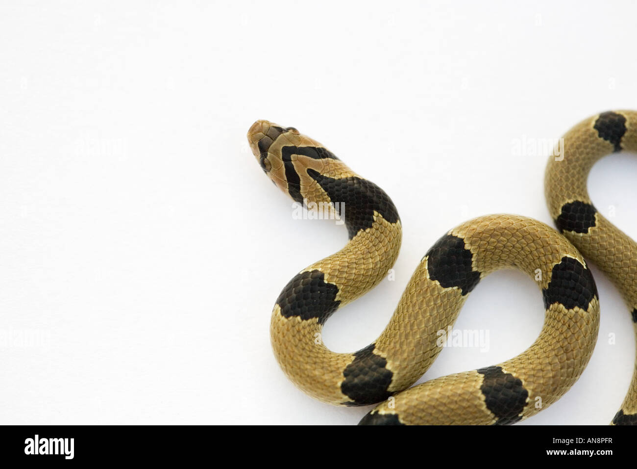 Common Young Kukri Snake on White Stock Photo - Alamy