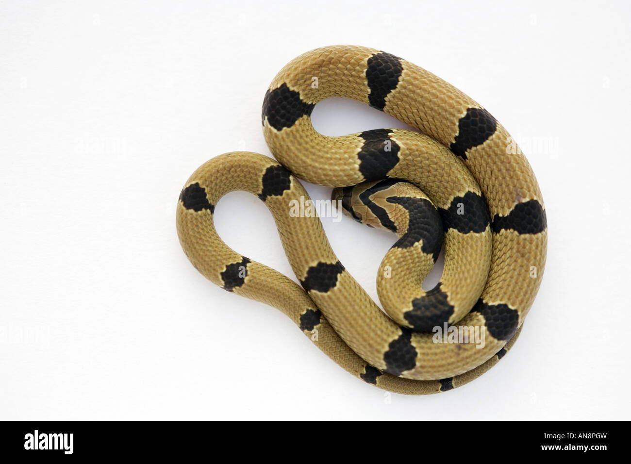 Common Young Kukri Snake on White Stock Photo - Alamy