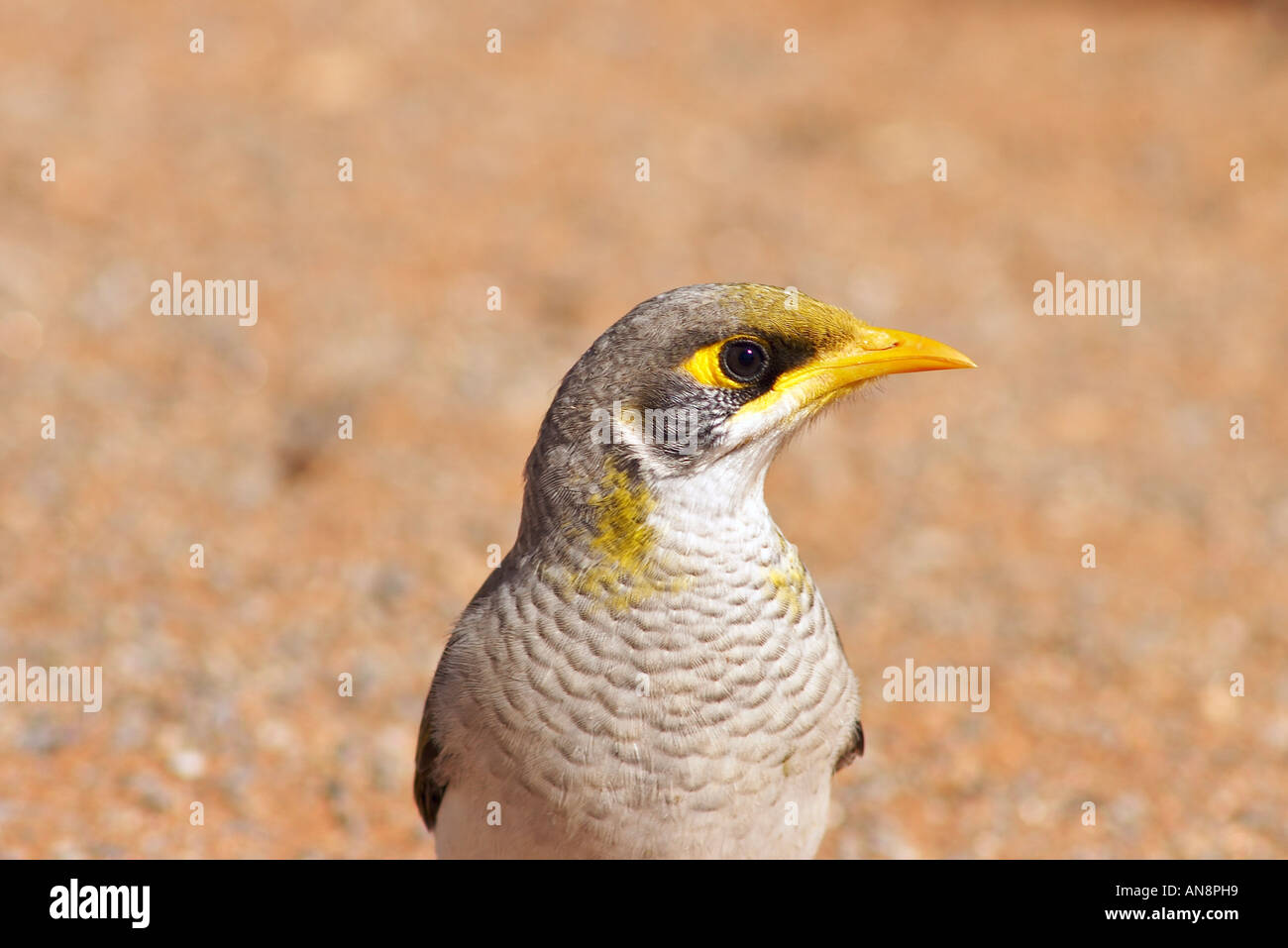 common noisy miner bird Stock Photo - Alamy