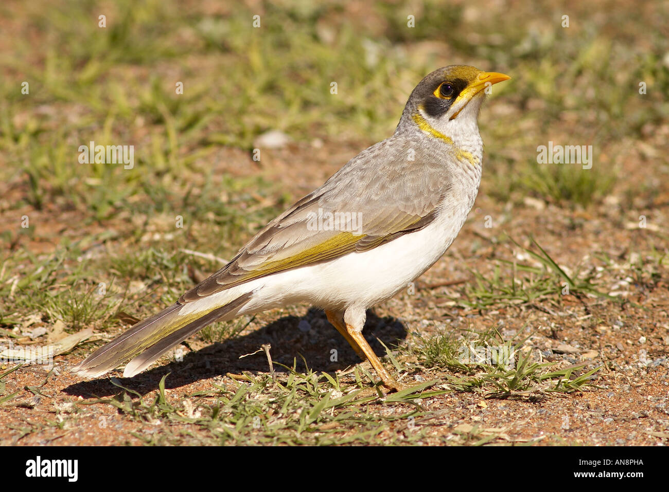 common noisy miner bird Stock Photo - Alamy