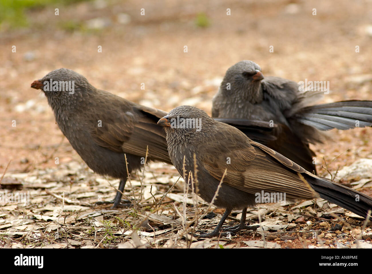 Apostlebirds hi-res stock photography and images - Alamy