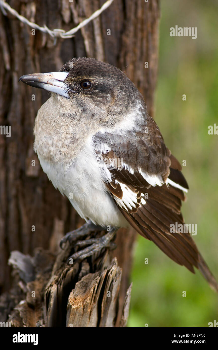 Australian Grey Butcherbird High Resolution Stock Photography and ...