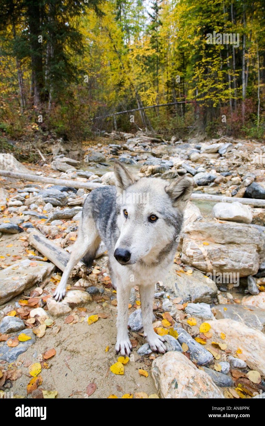 An adult lone female north american Grey Wolf crossing forest stream ...