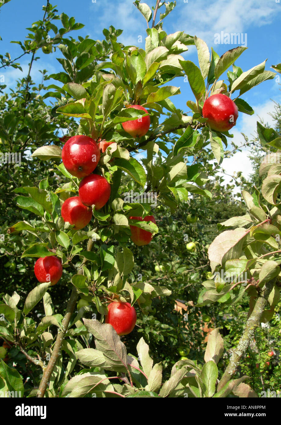 Apples on tree branch Stock Photo - Alamy