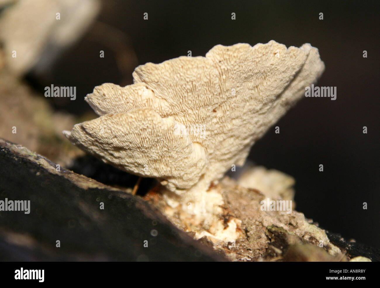 Lumpy Bracket Fungus Trametes gibbosa Polyporaceae Stock Photo - Alamy