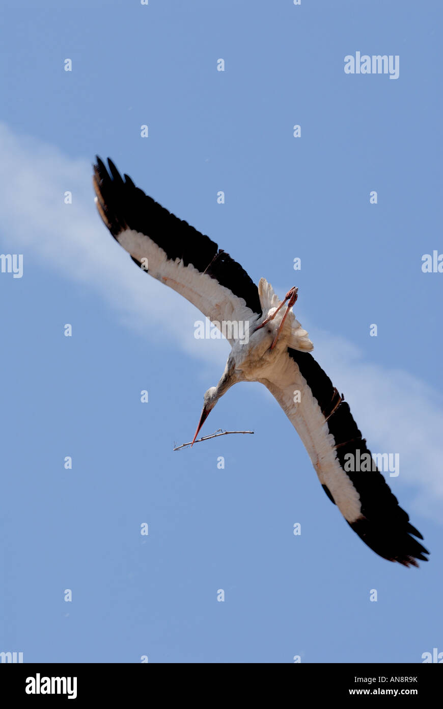 Adult White Stork soaring with nesting material in its bill Stock Photo ...