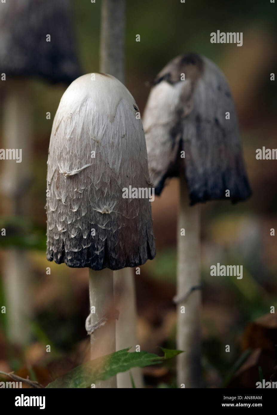 Shaggy Ink Cap in Woodlands Stock Photo - Alamy