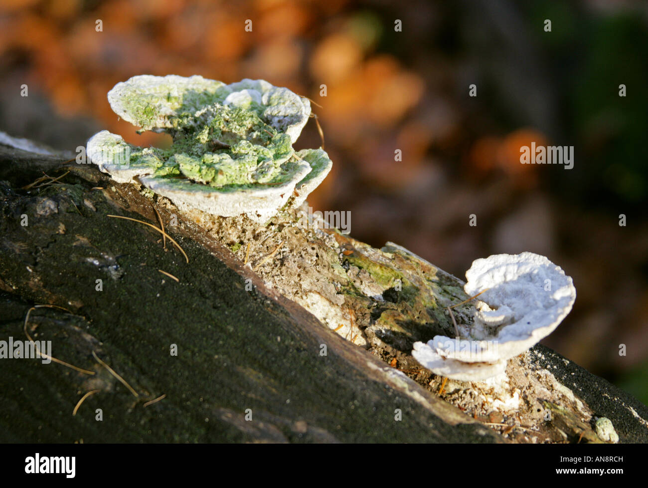 Lumpy Bracket Fungus Trametes gibbosa Polyporaceae Stock Photo - Alamy