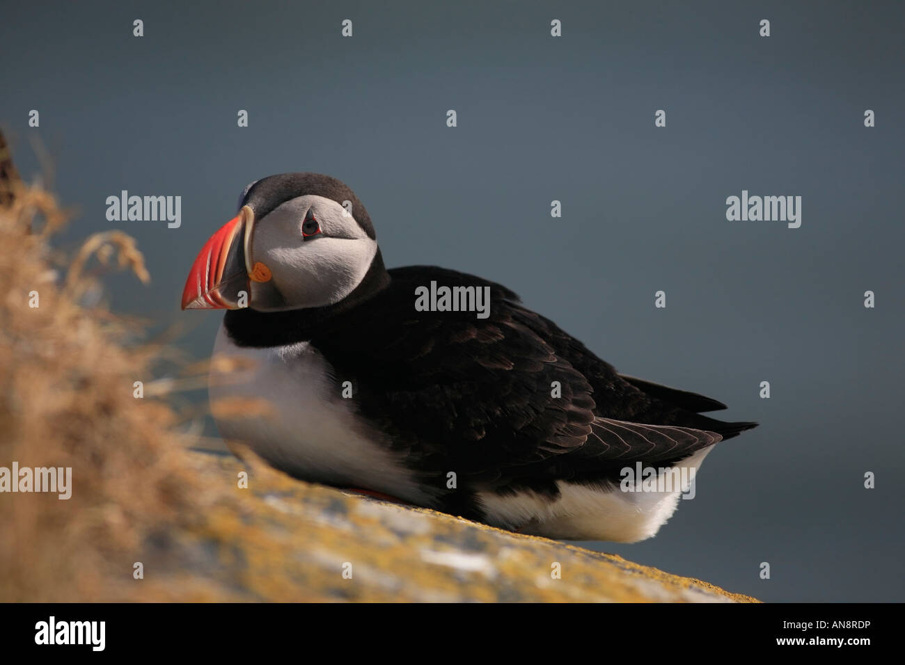 puffin, Fratercula arctica, Iceland; Papageitaucher, lundi, lunde Stock ...