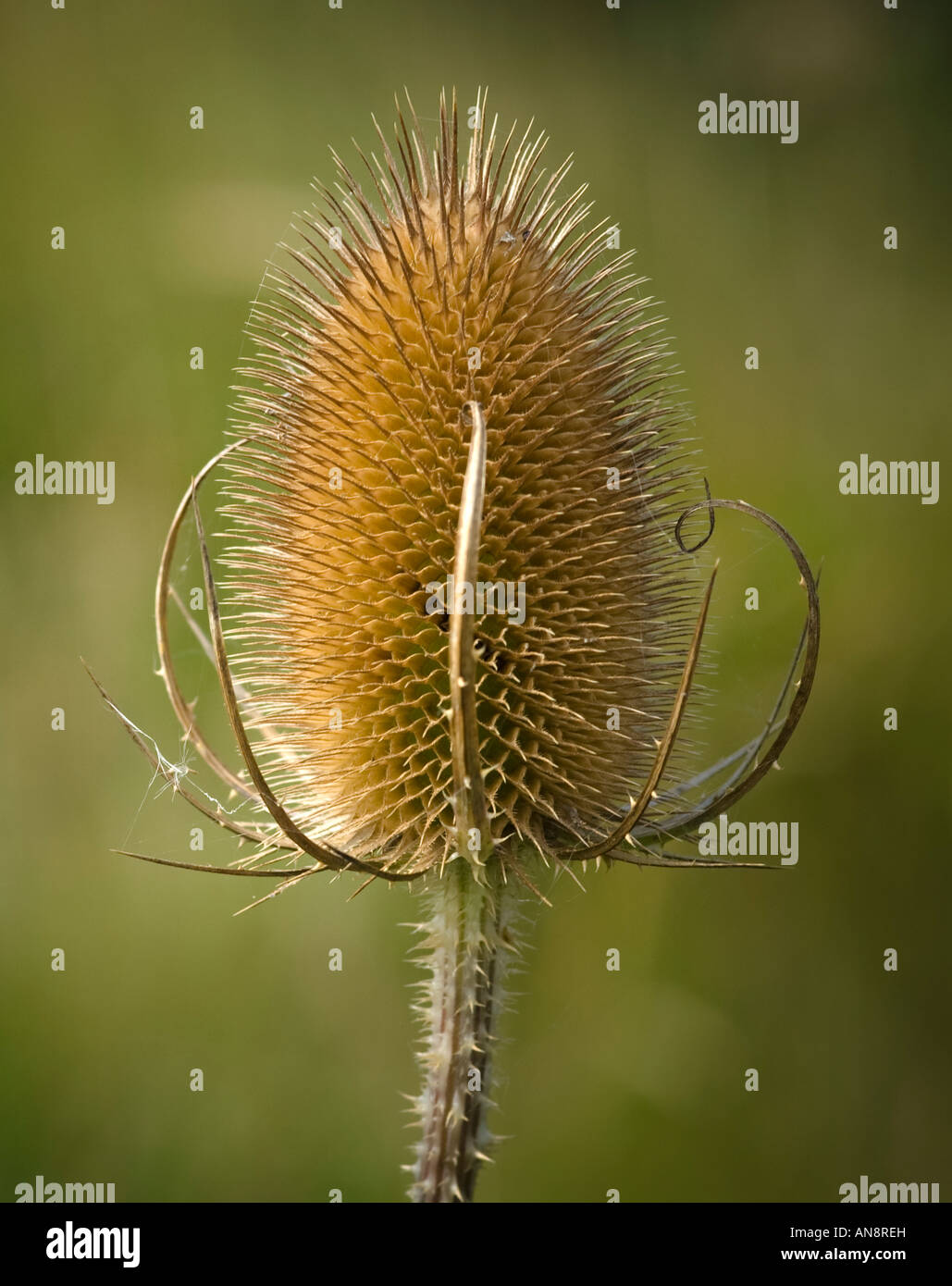 Teasle hi-res stock photography and images - Alamy