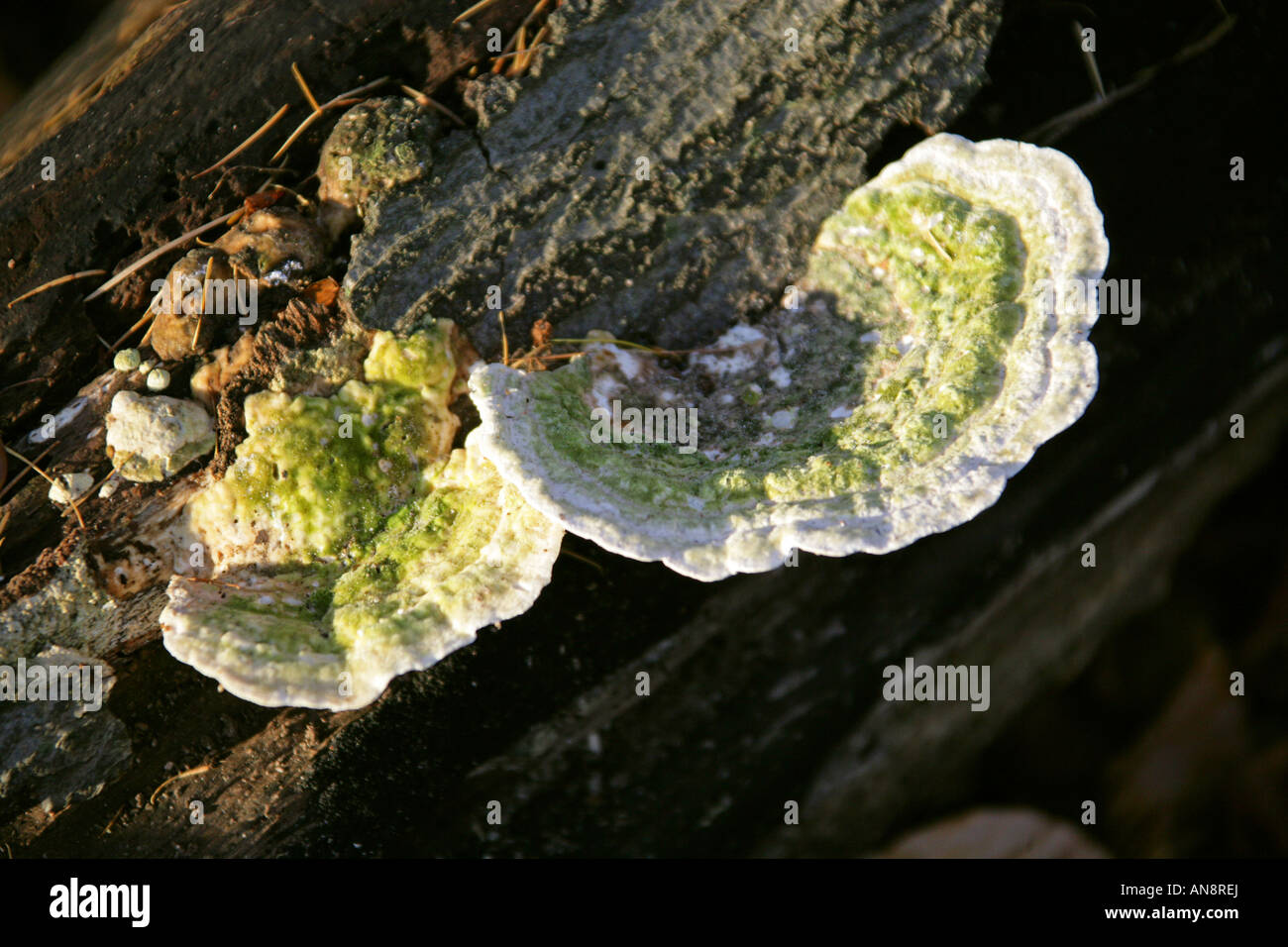 Lumpy Bracket Fungus Trametes gibbosa Polyporaceae Stock Photo - Alamy