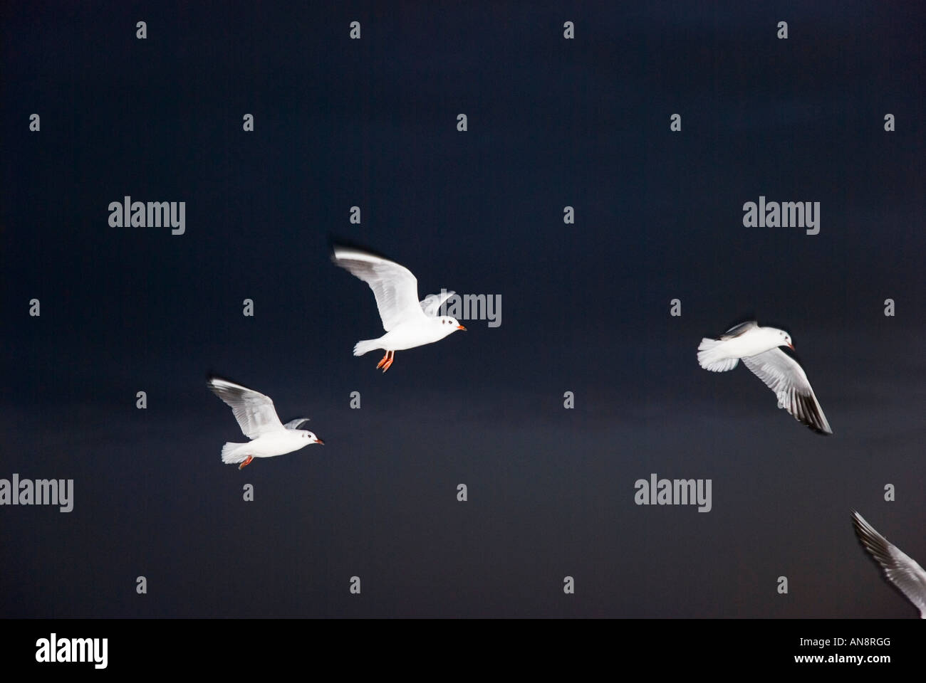 A colour landscape image of a flock of seagulls flying in the night sky ...