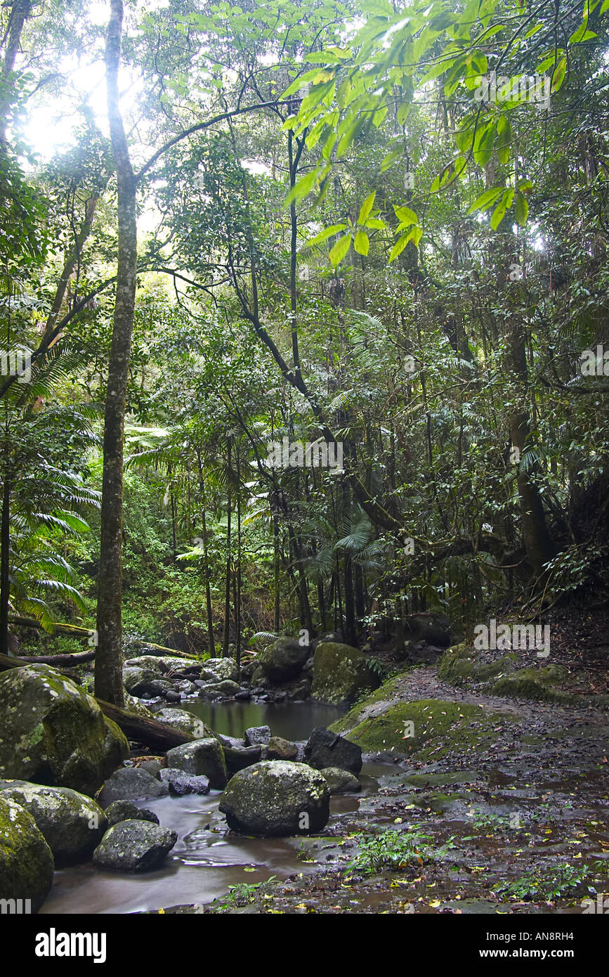 border ranges rainforest Stock Photo - Alamy
