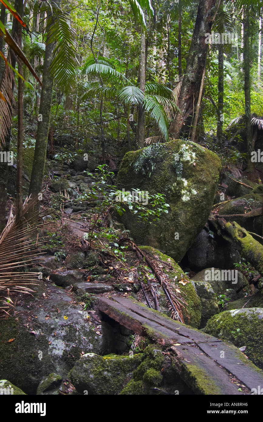 border ranges rainforest Stock Photo - Alamy