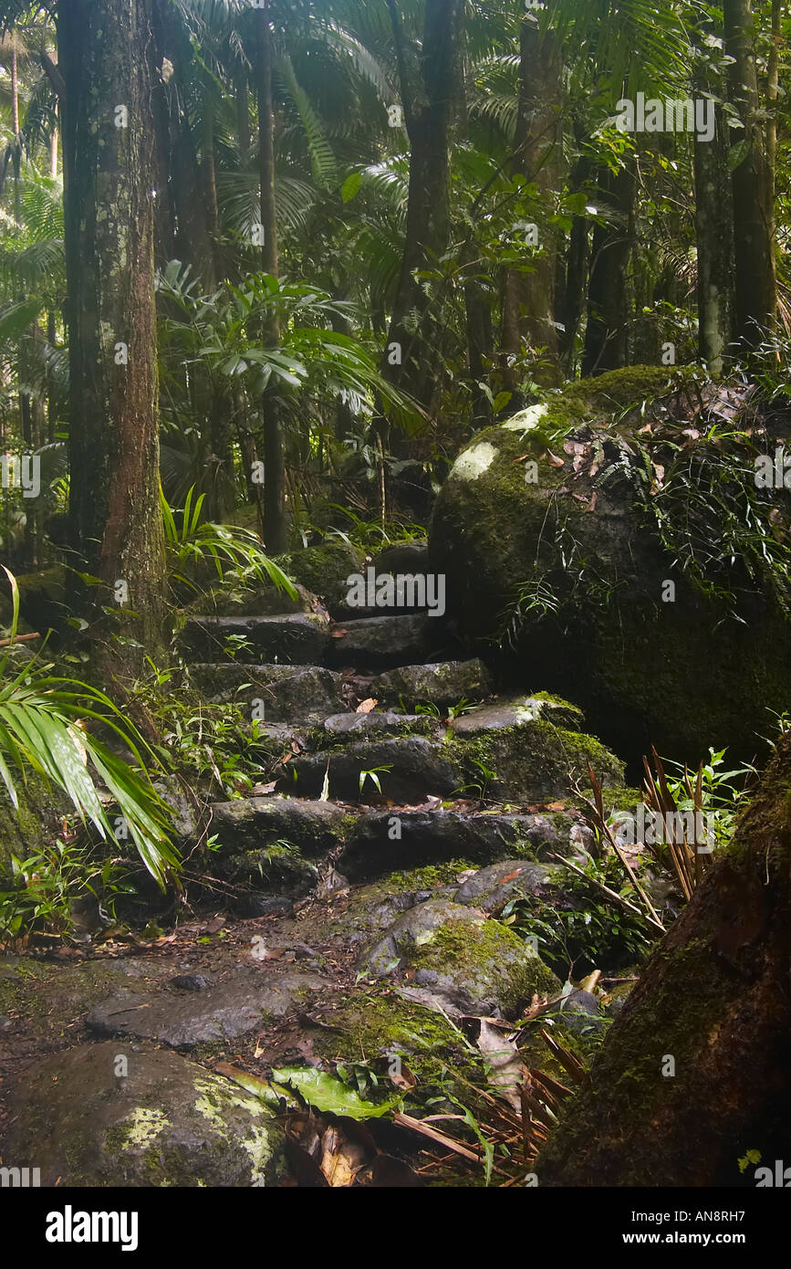 border ranges rainforest Stock Photo - Alamy